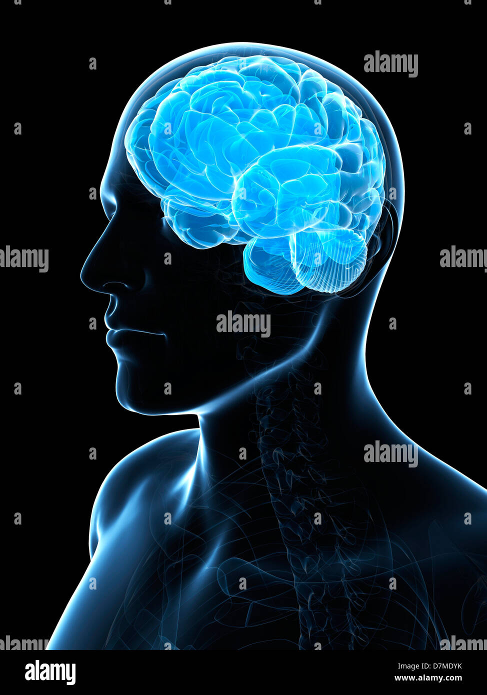 Male brain, artwork Stock Photo - Alamy