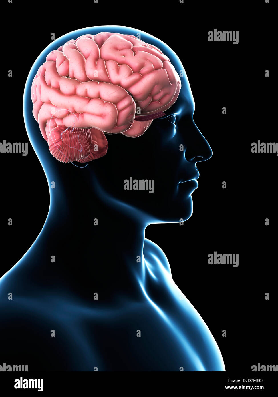 Male brain, artwork Stock Photo - Alamy
