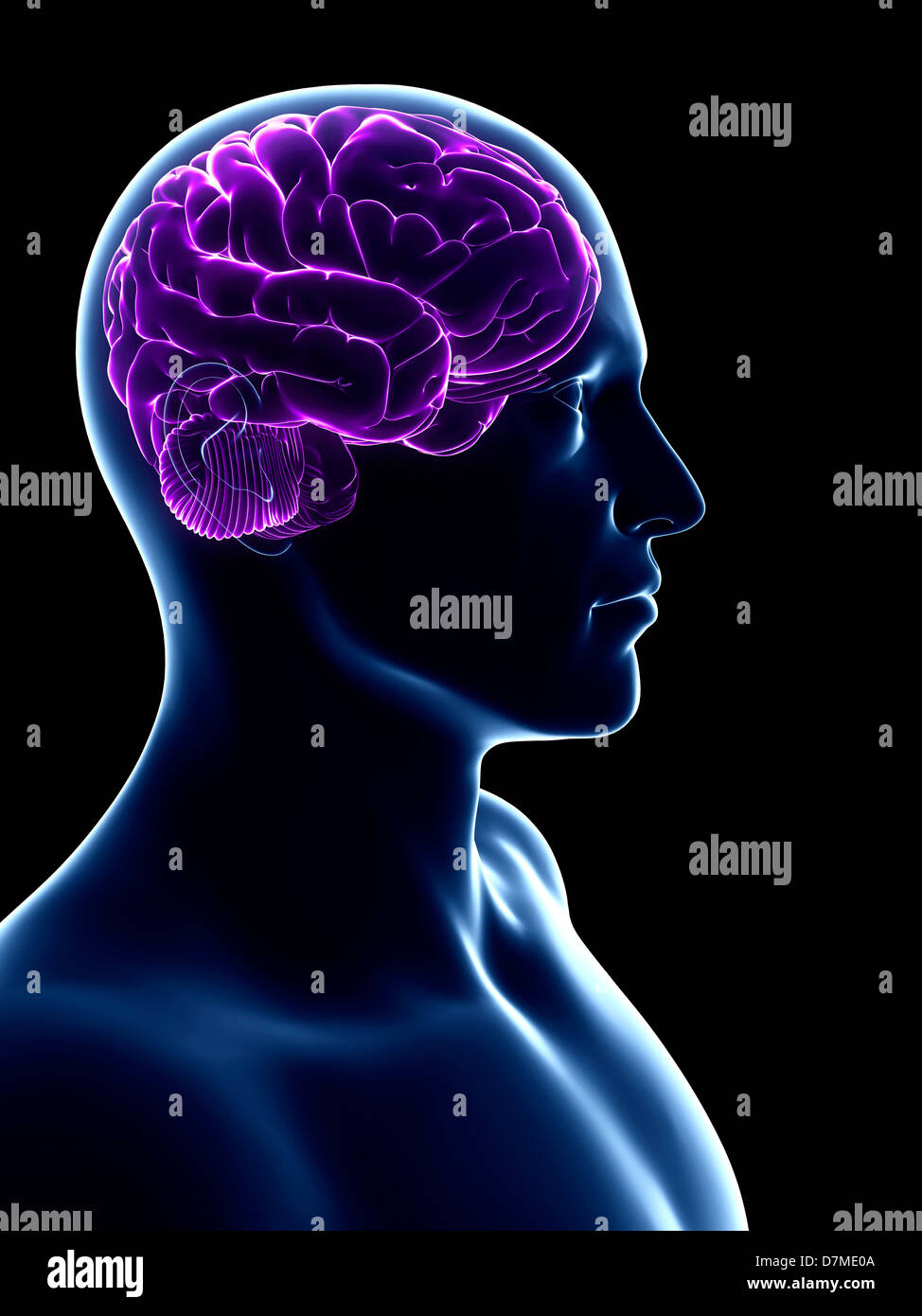 Male brain, artwork Stock Photo - Alamy