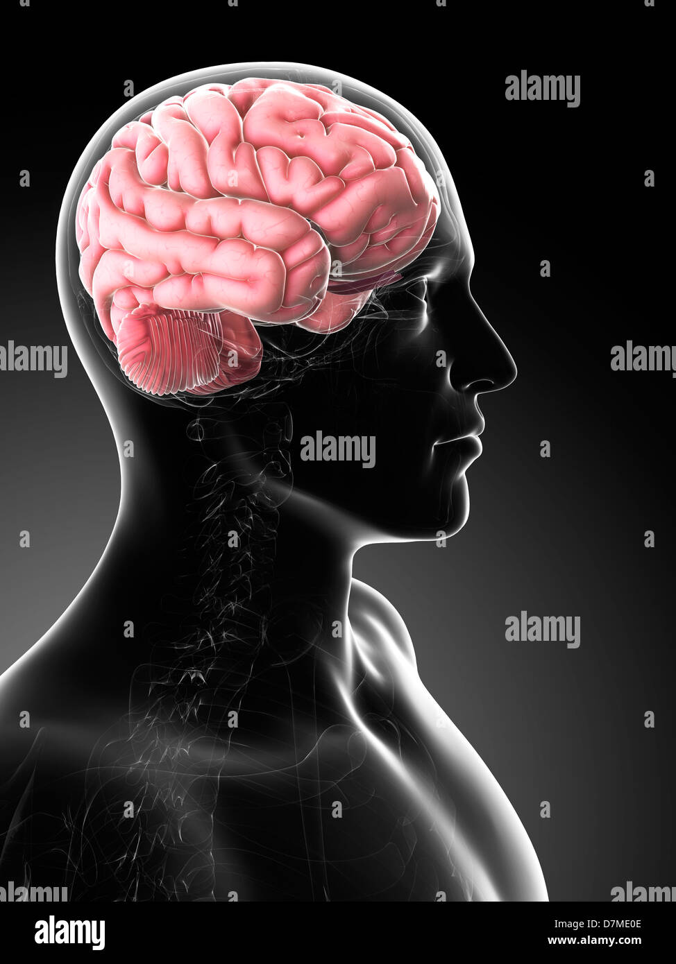 Male brain, artwork Stock Photo - Alamy