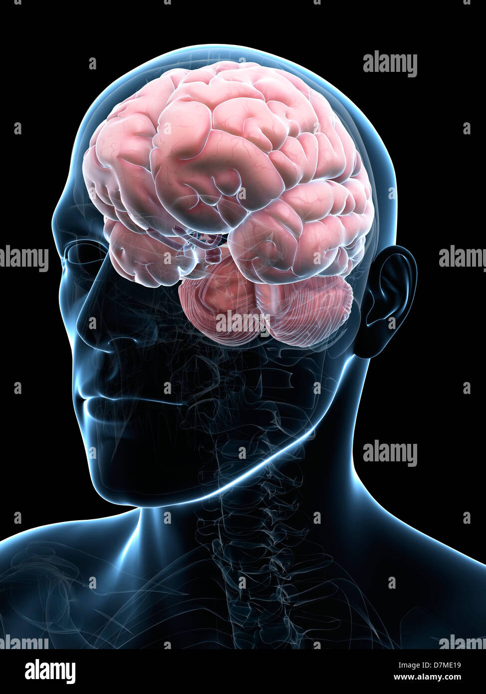 Male brain, artwork Stock Photo - Alamy