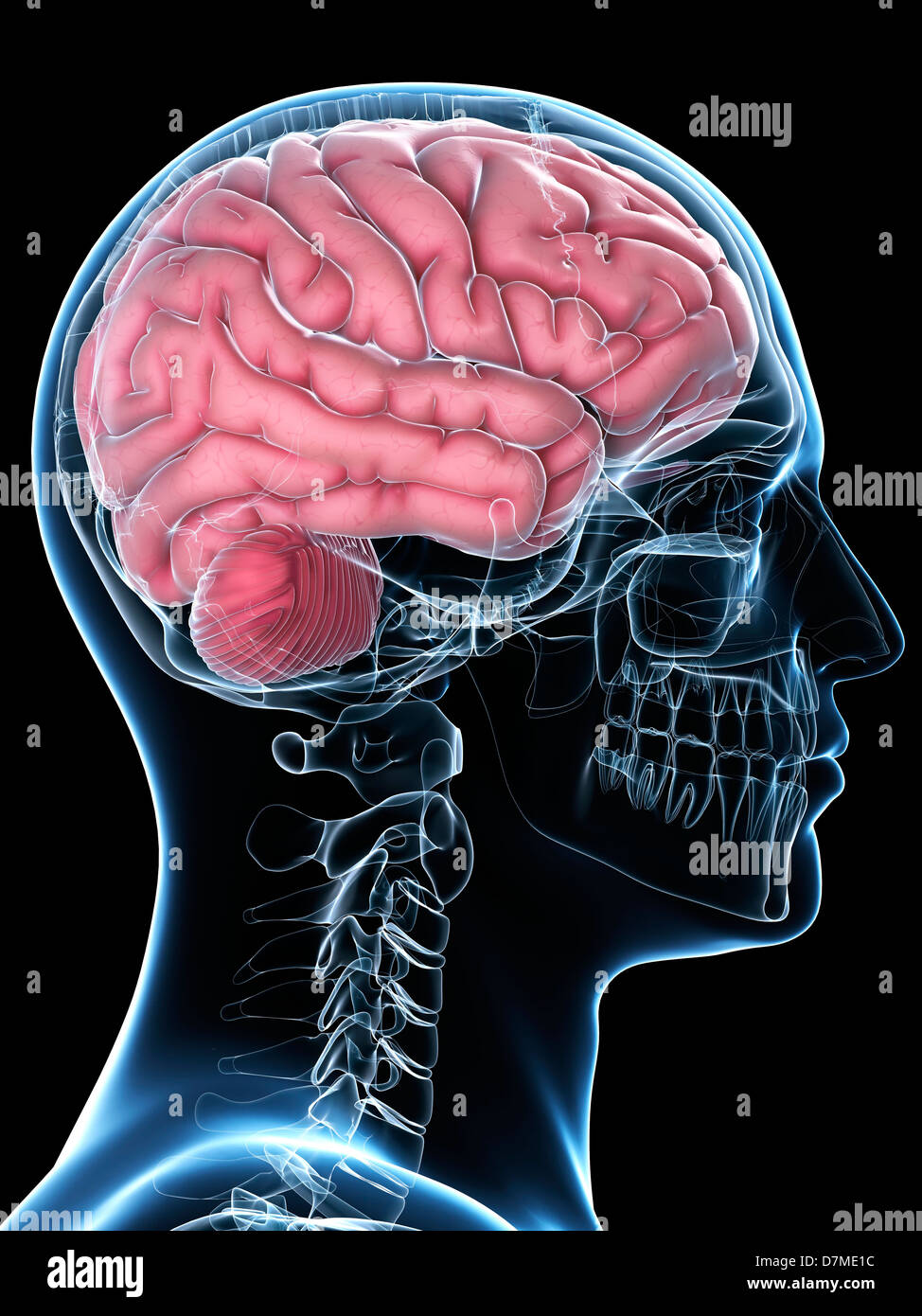 Male brain, artwork Stock Photo - Alamy