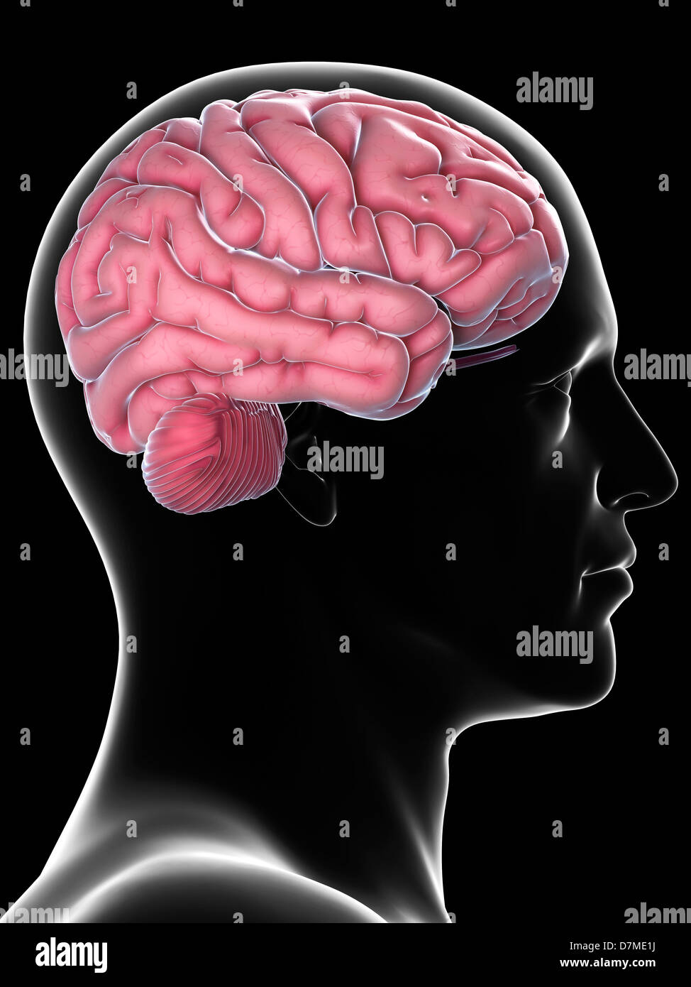 Male brain, artwork Stock Photo - Alamy