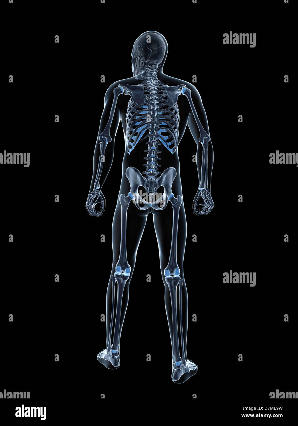Male skeleton, artwork Stock Photo - Alamy