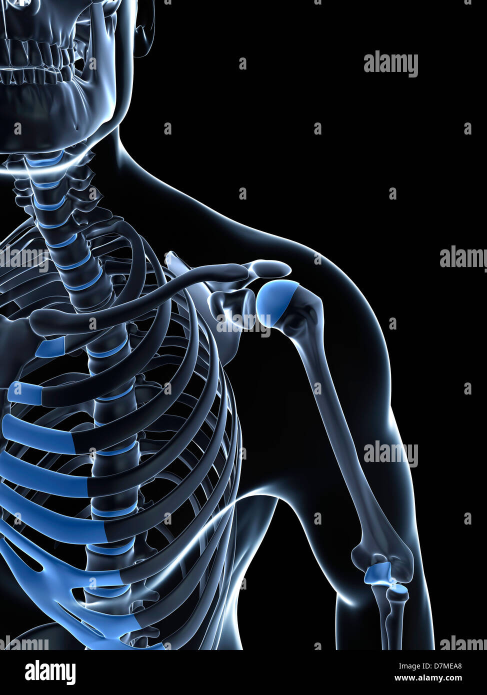 Male shoulder bones hi-res stock photography and images - Alamy