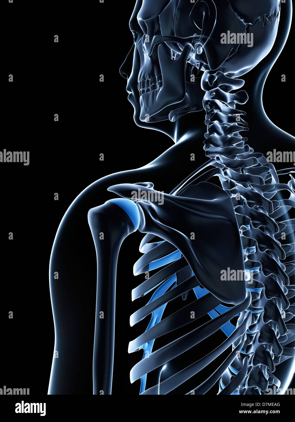 Male Shoulder Bones High Resolution Stock Photography and Images - Alamy
