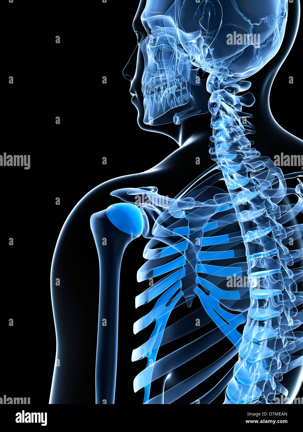 Human Shoulder Bones High Resolution Stock Photography and Images - Alamy