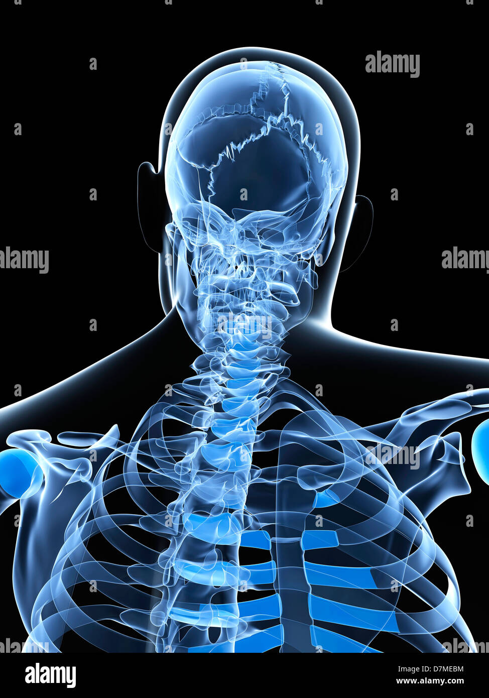 Male neck bones hi-res stock photography and images - Alamy