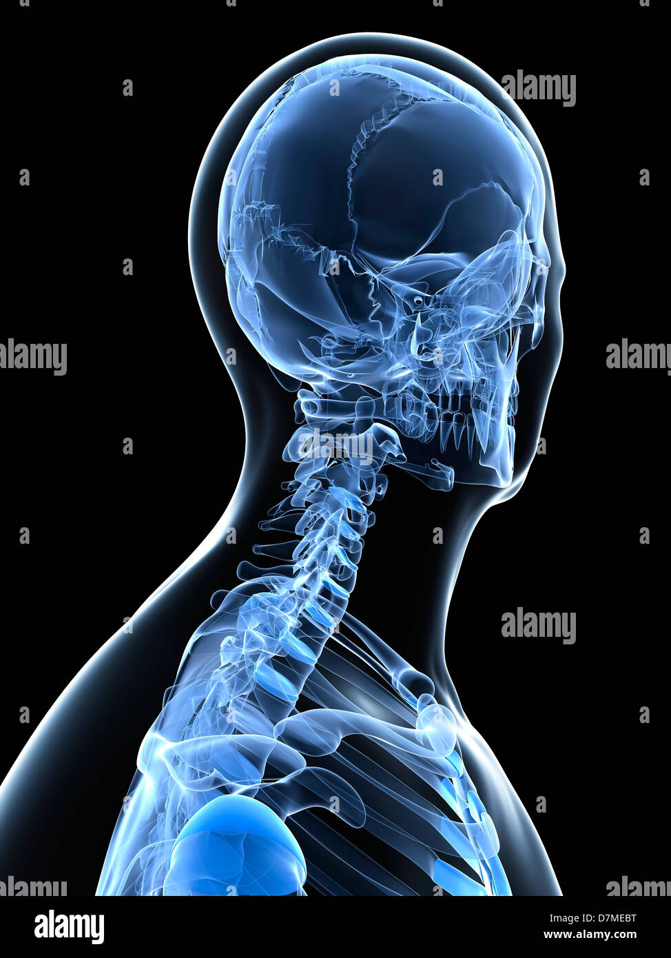 Normal neck bones hi-res stock photography and images - Alamy