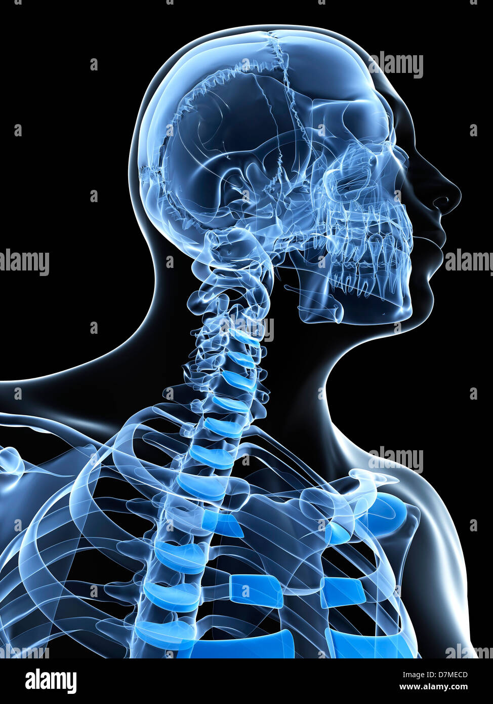 Bones In The Neck JOI Jacksonville Orthopaedic Institute