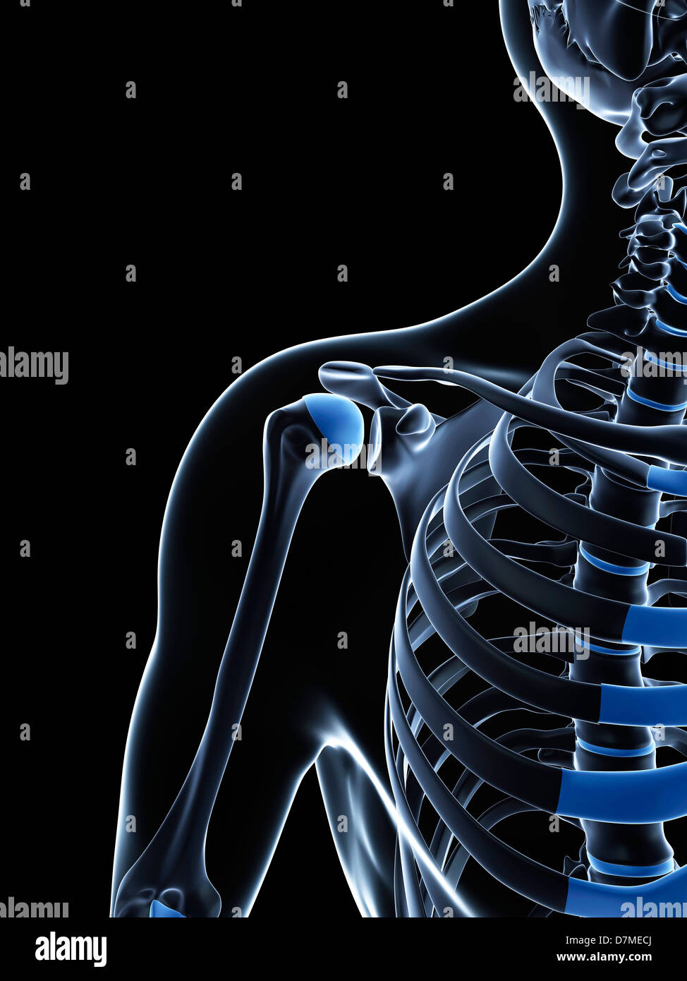 Male shoulder bones, artwork Stock Photo - Alamy