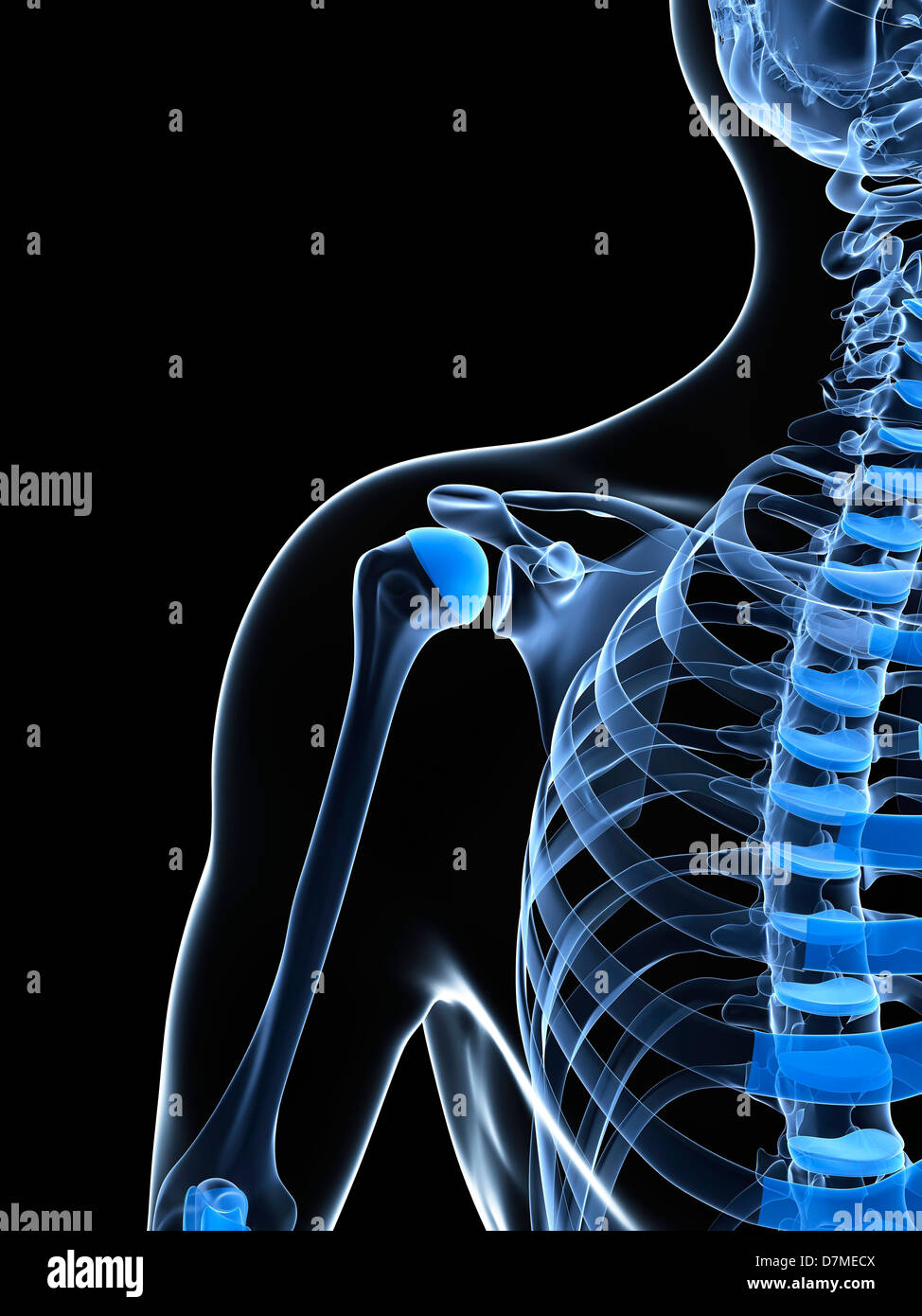 Male shoulder bones, artwork Stock Photo - Alamy