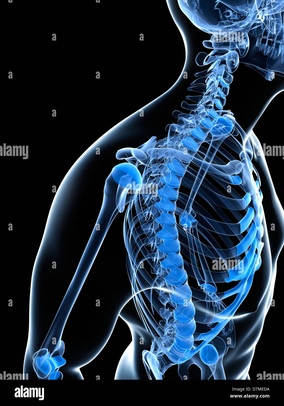 Male shoulder collarbone detail hi-res stock photography and images - Alamy