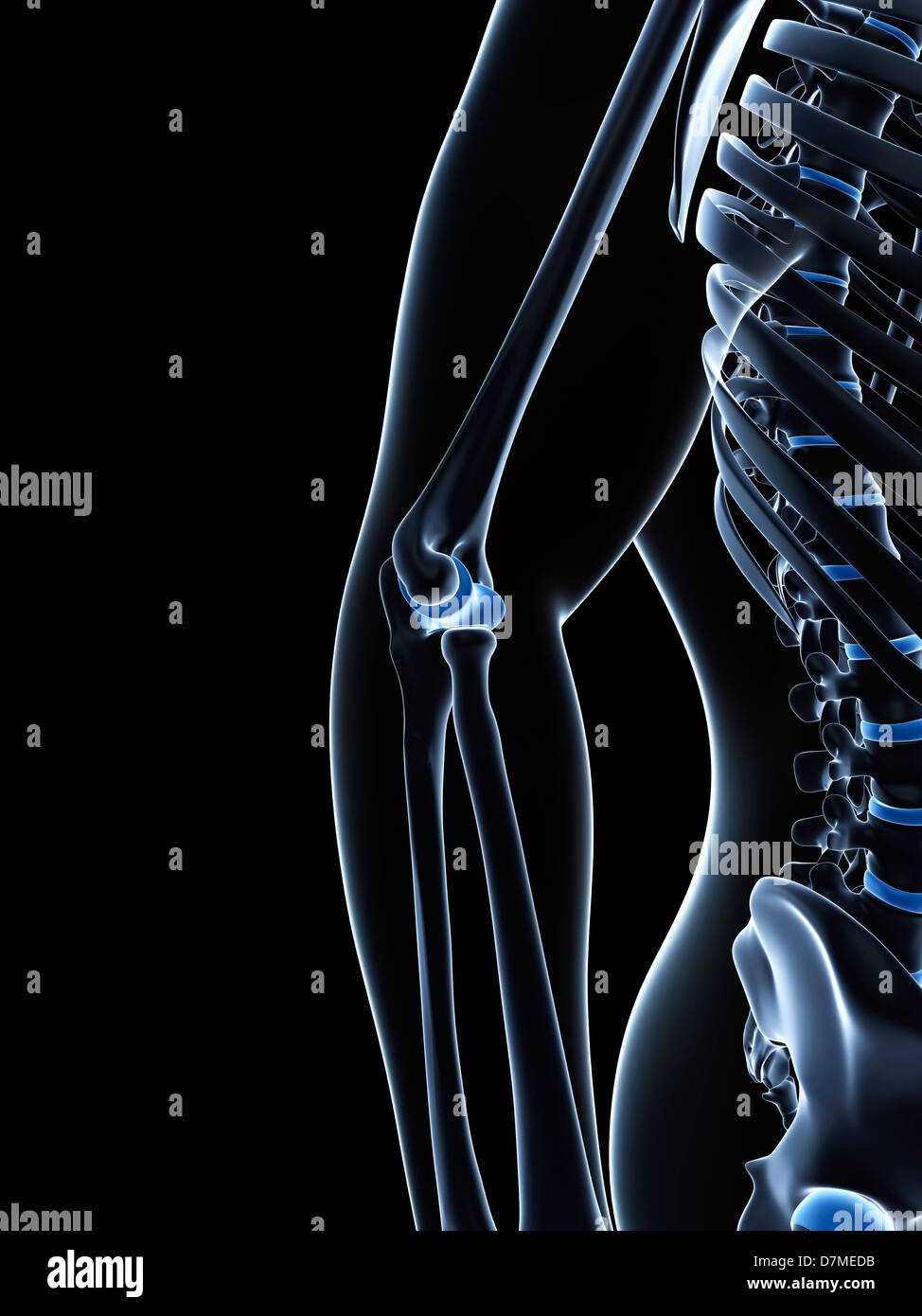 Elbow bones hi-res stock photography and images - Alamy Elbow bones hi-res stock photography and images - Alamy