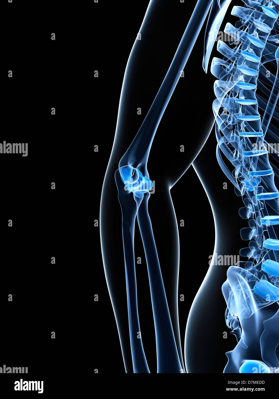 Male elbow bones, artwork Stock Photo - Alamy