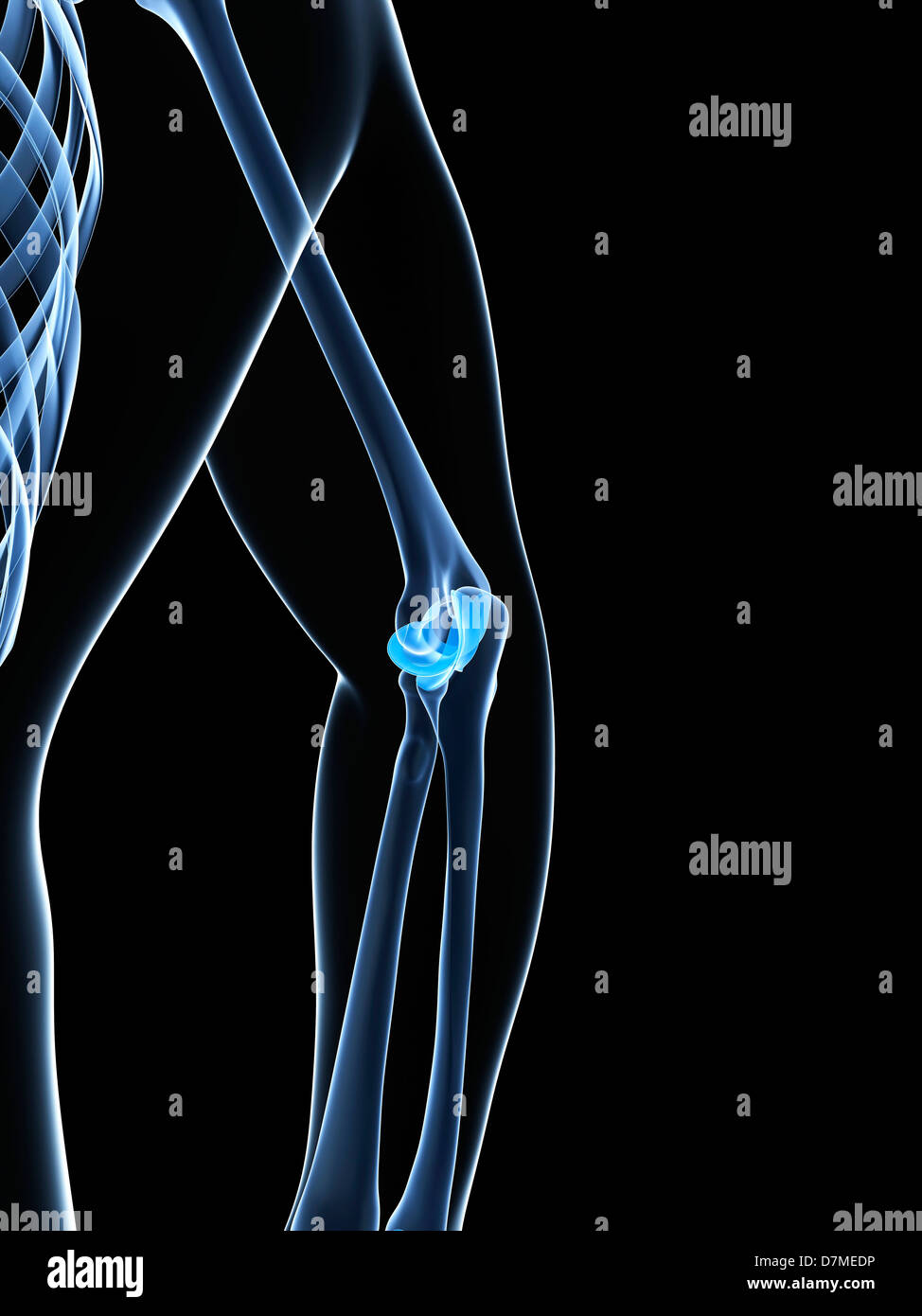 Male elbow bones, artwork Stock Photo - Alamy