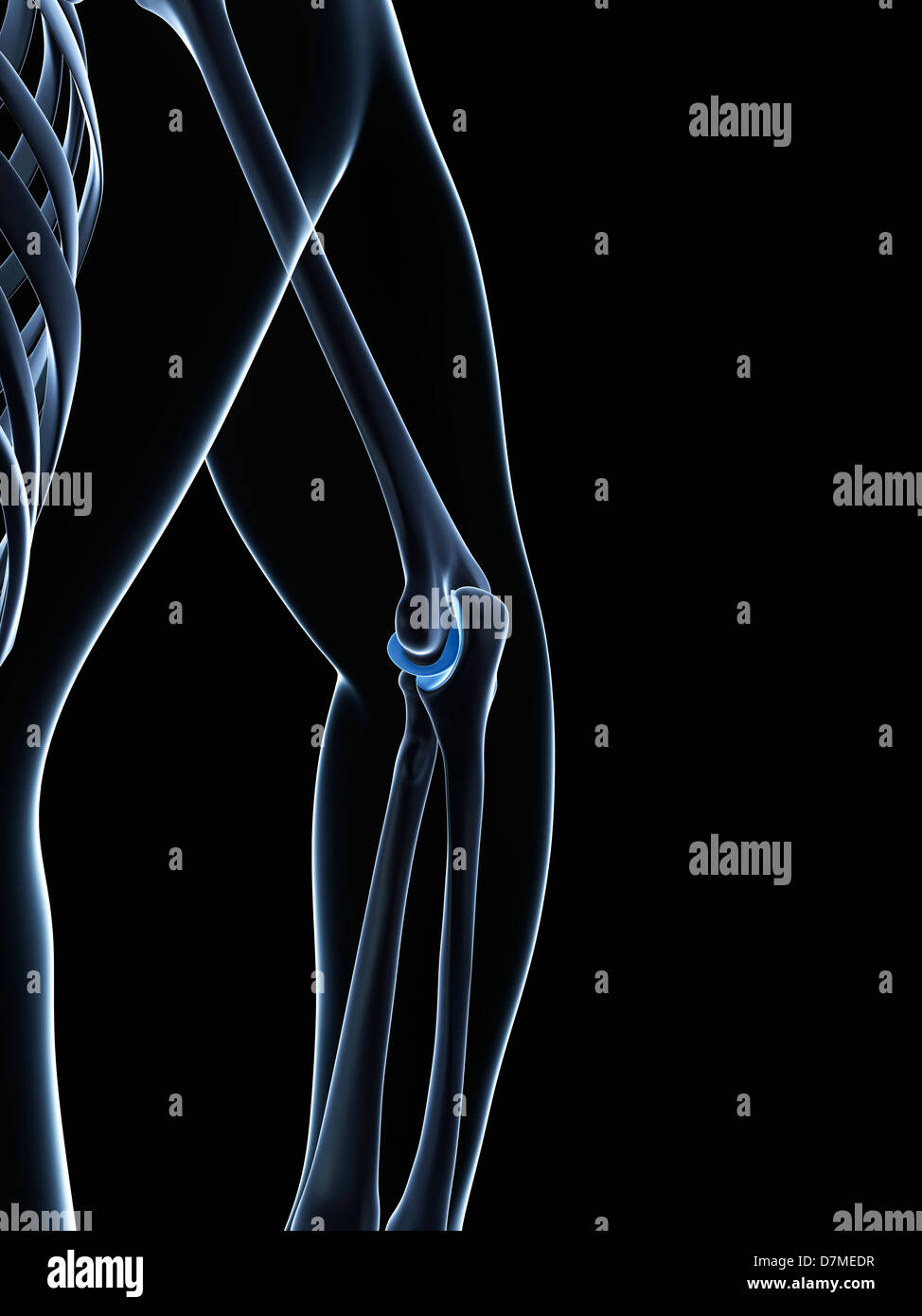 Male elbow bones, artwork Stock Photo - Alamy