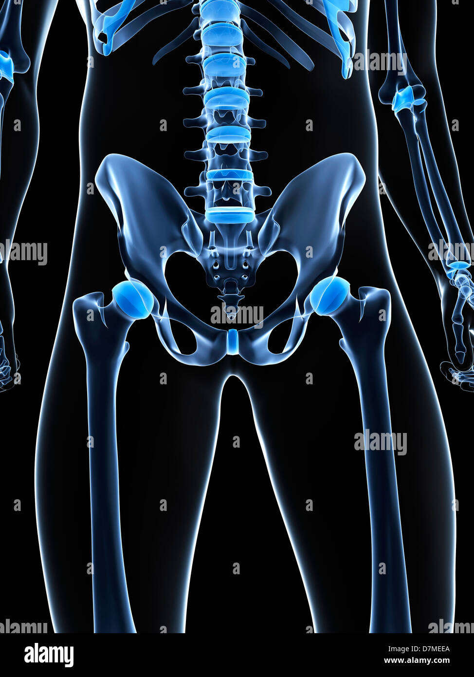 Male Pelvis Bones High Resolution Stock Photography and Images - Alamy