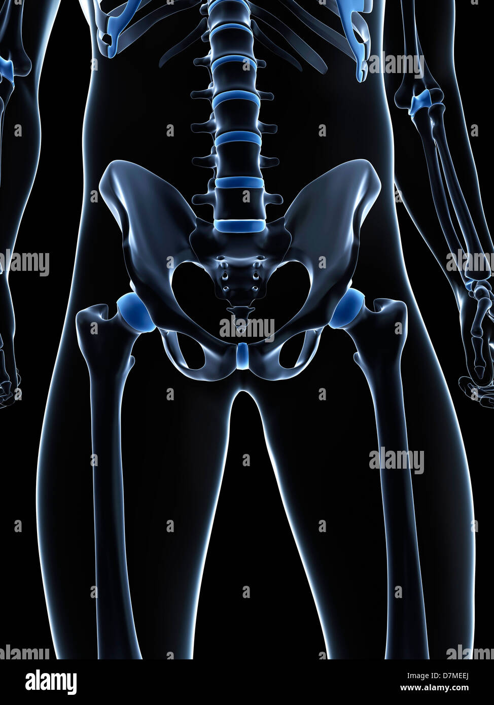 Male Pelvis Bones High Resolution Stock Photography and Images - Alamy