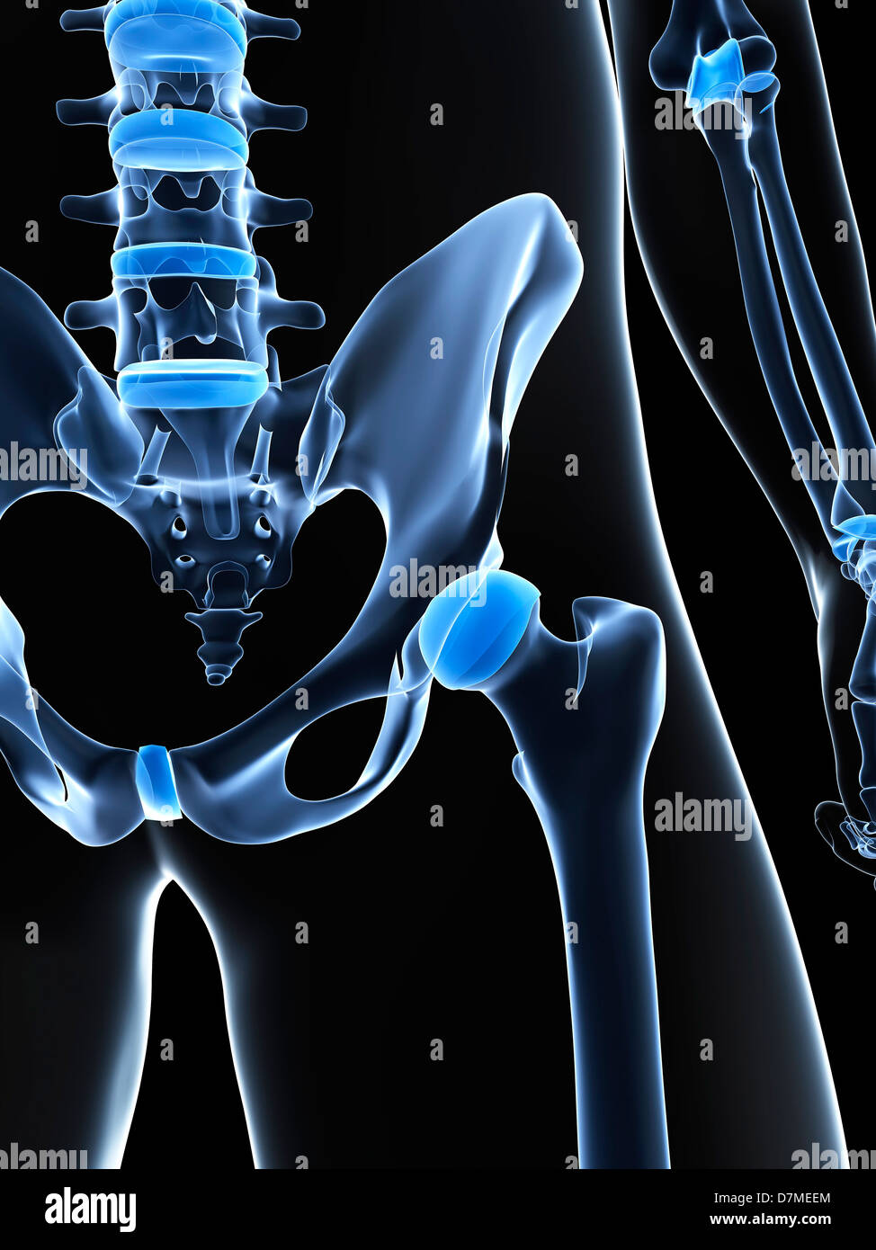 Male Pelvis Bones High Resolution Stock Photography and Images - Alamy