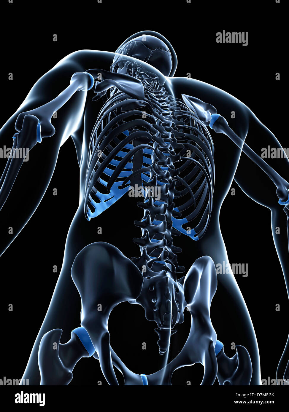 Male skeleton, artwork Stock Photo - Alamy