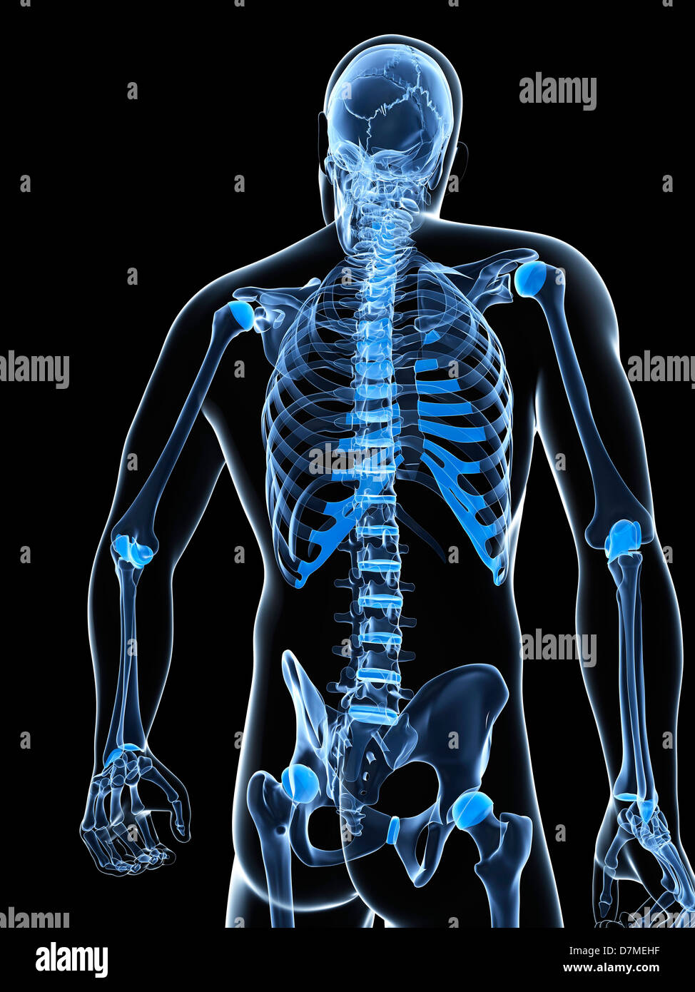Male skeleton, artwork Stock Photo - Alamy