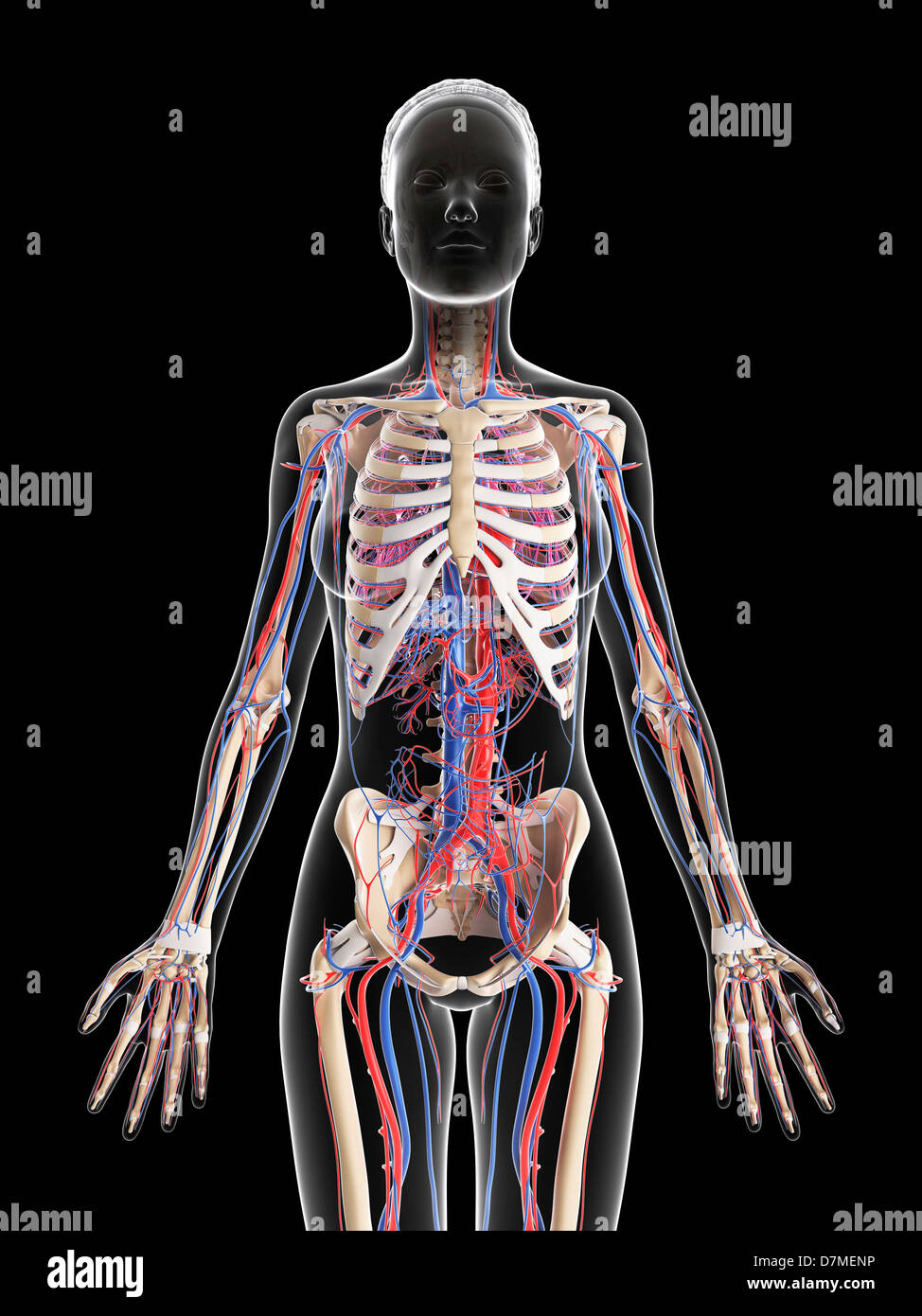 Female cardiovascular system, artwork Stock Photo - Alamy