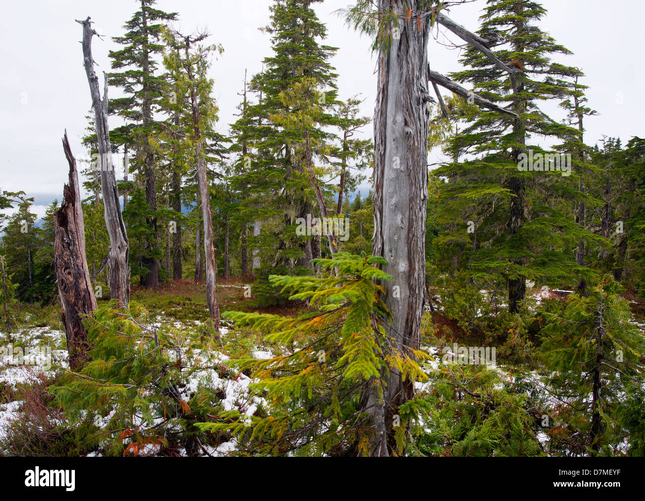 Subalpine hi-res stock photography and images - Alamy