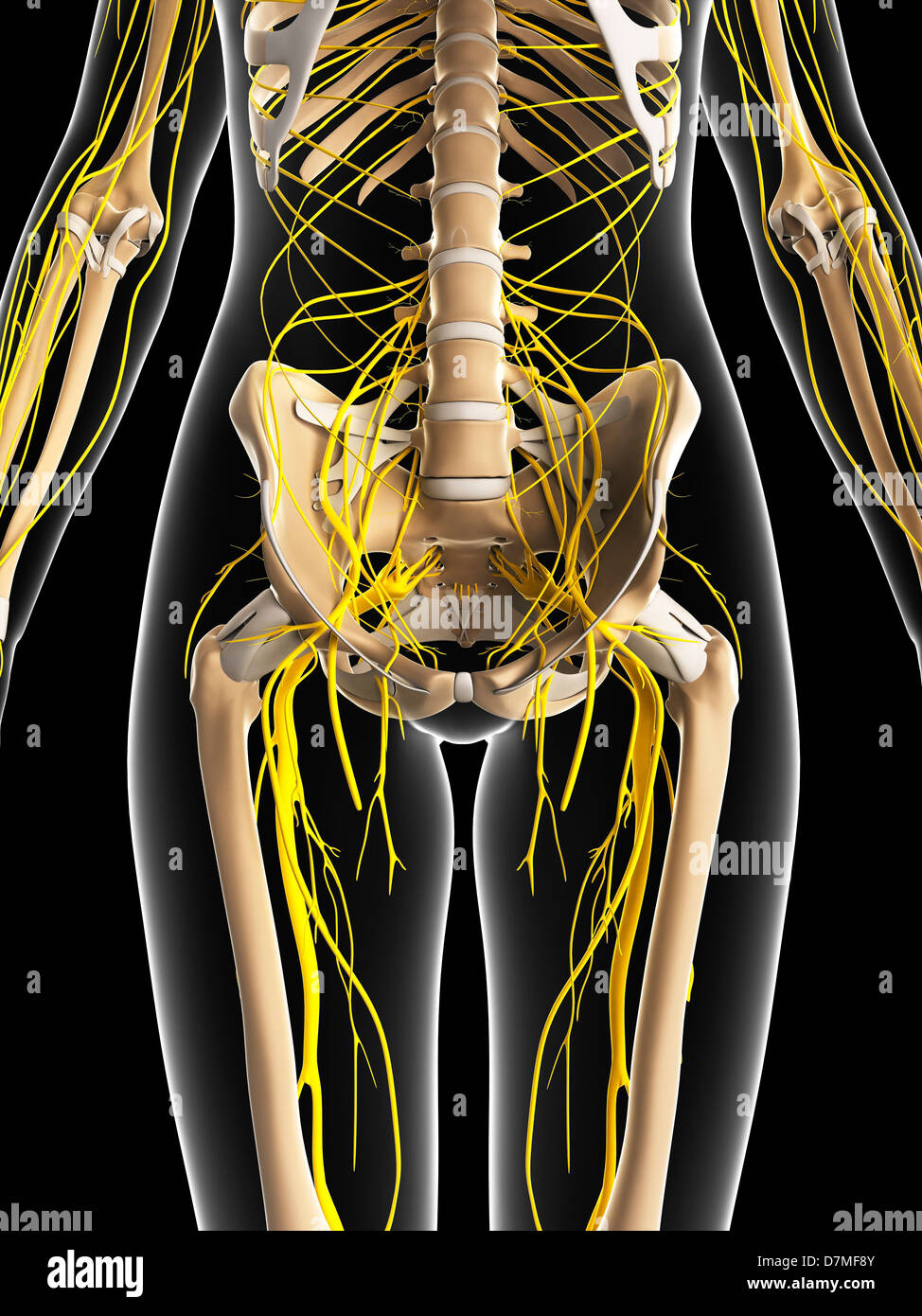 Female nervous system, artwork Stock Photo - Alamy