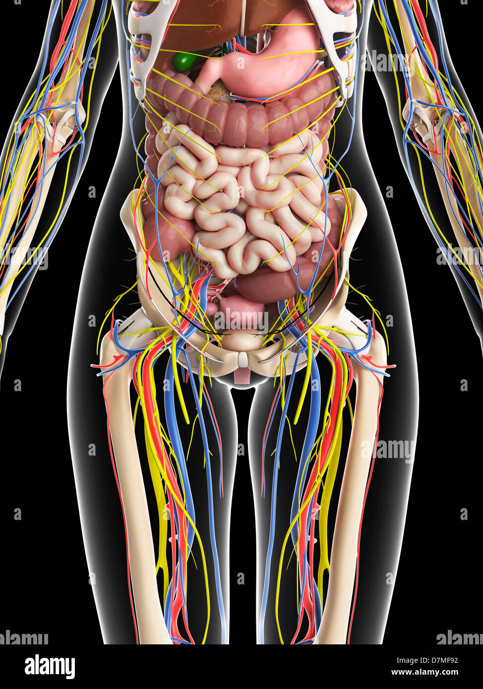 Female anatomy, artwork Stock Photo - Alamy