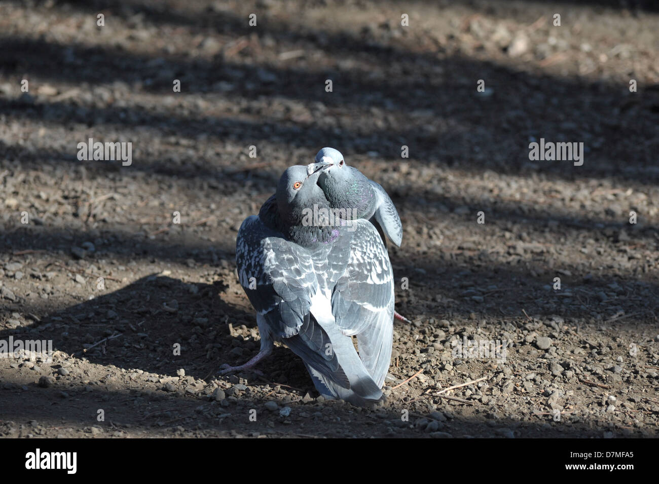 Battle bird hi-res stock photography and images - Alamy