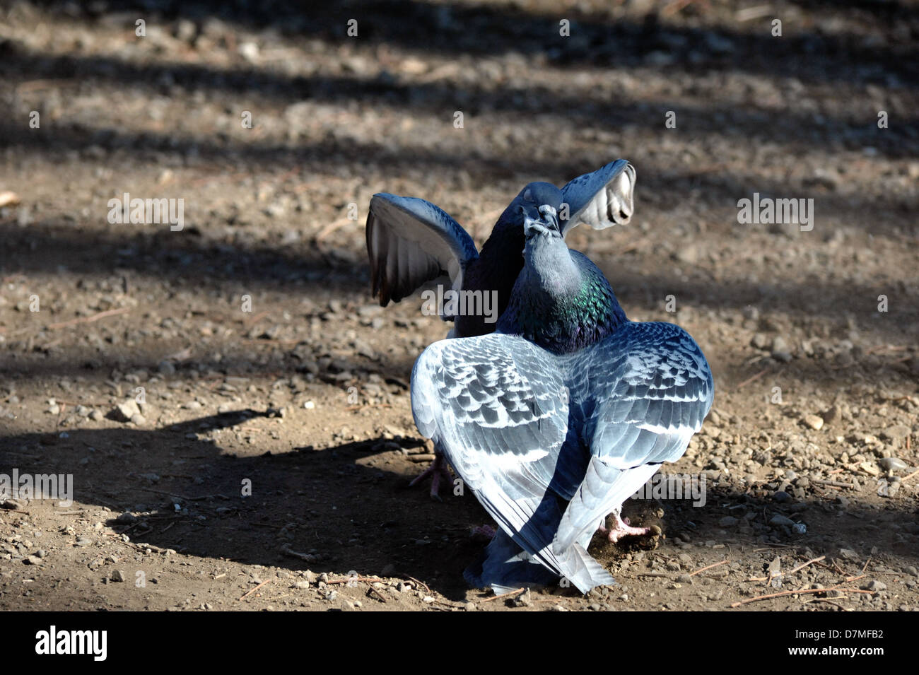 Battle bird hi-res stock photography and images - Alamy