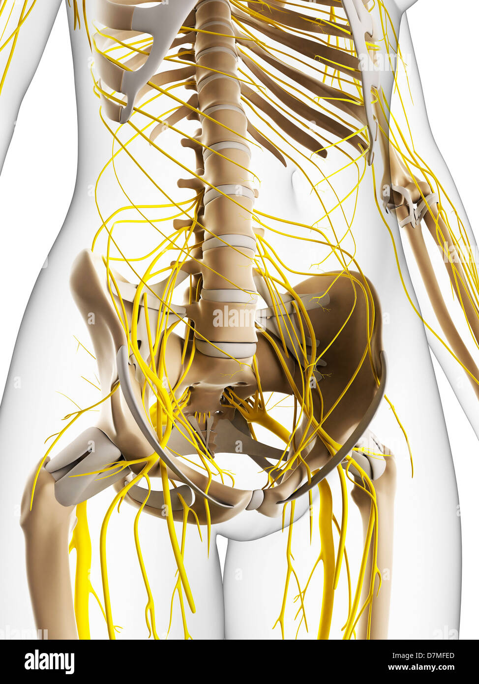 Female nervous system, artwork Stock Photo - Alamy