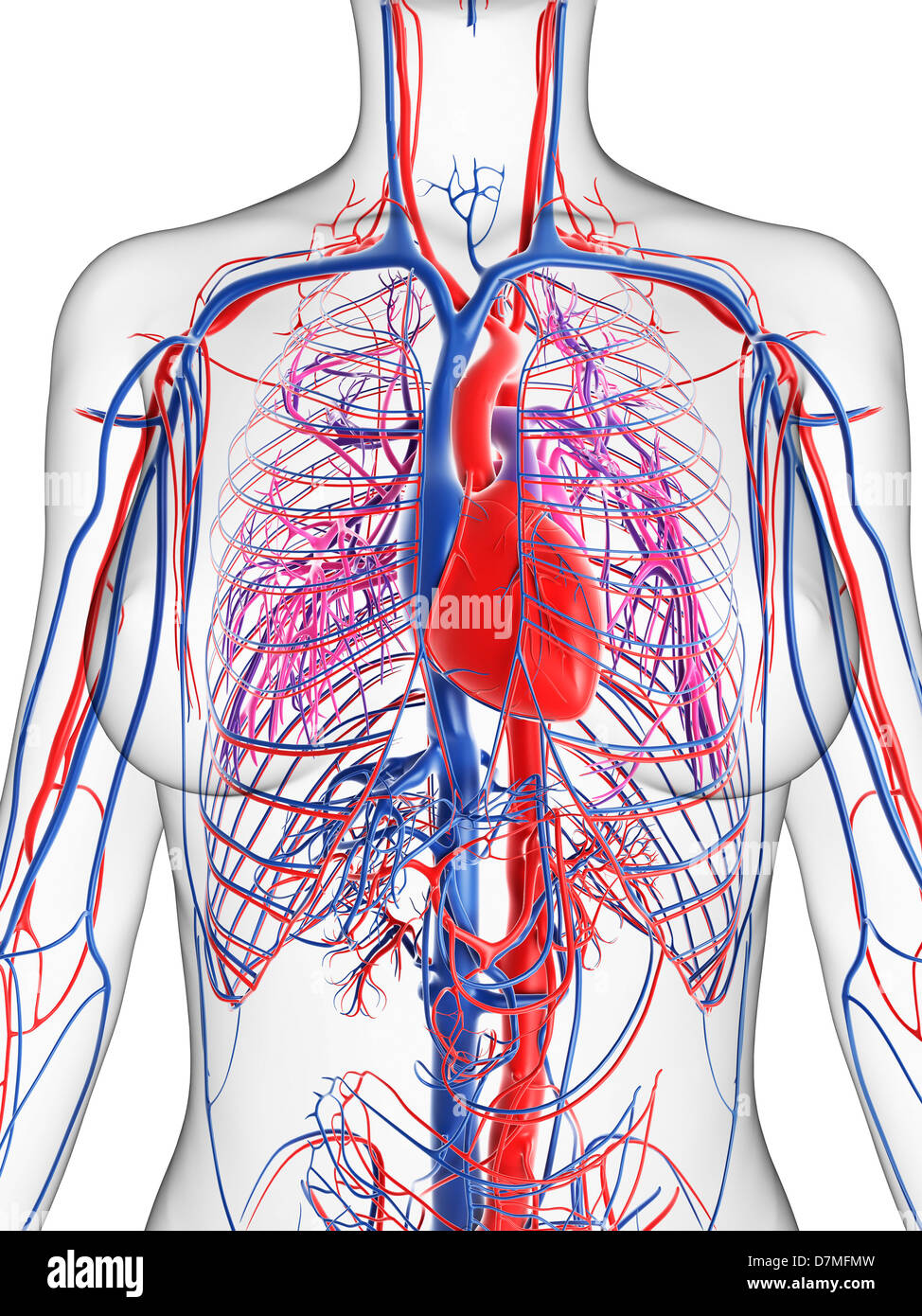 Female cardiovascular system, artwork Stock Photo - Alamy