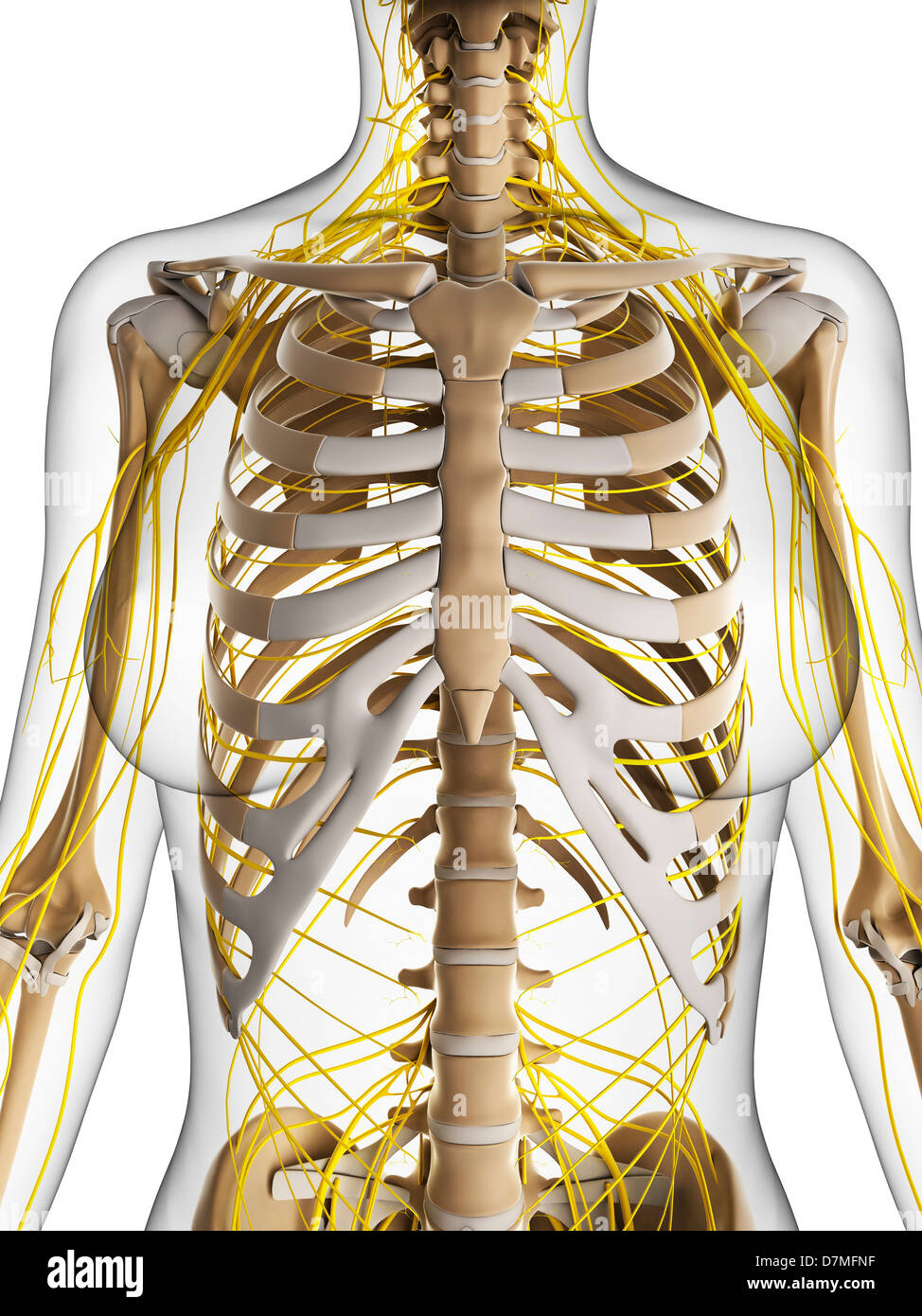 Female nervous system, artwork Stock Photo - Alamy