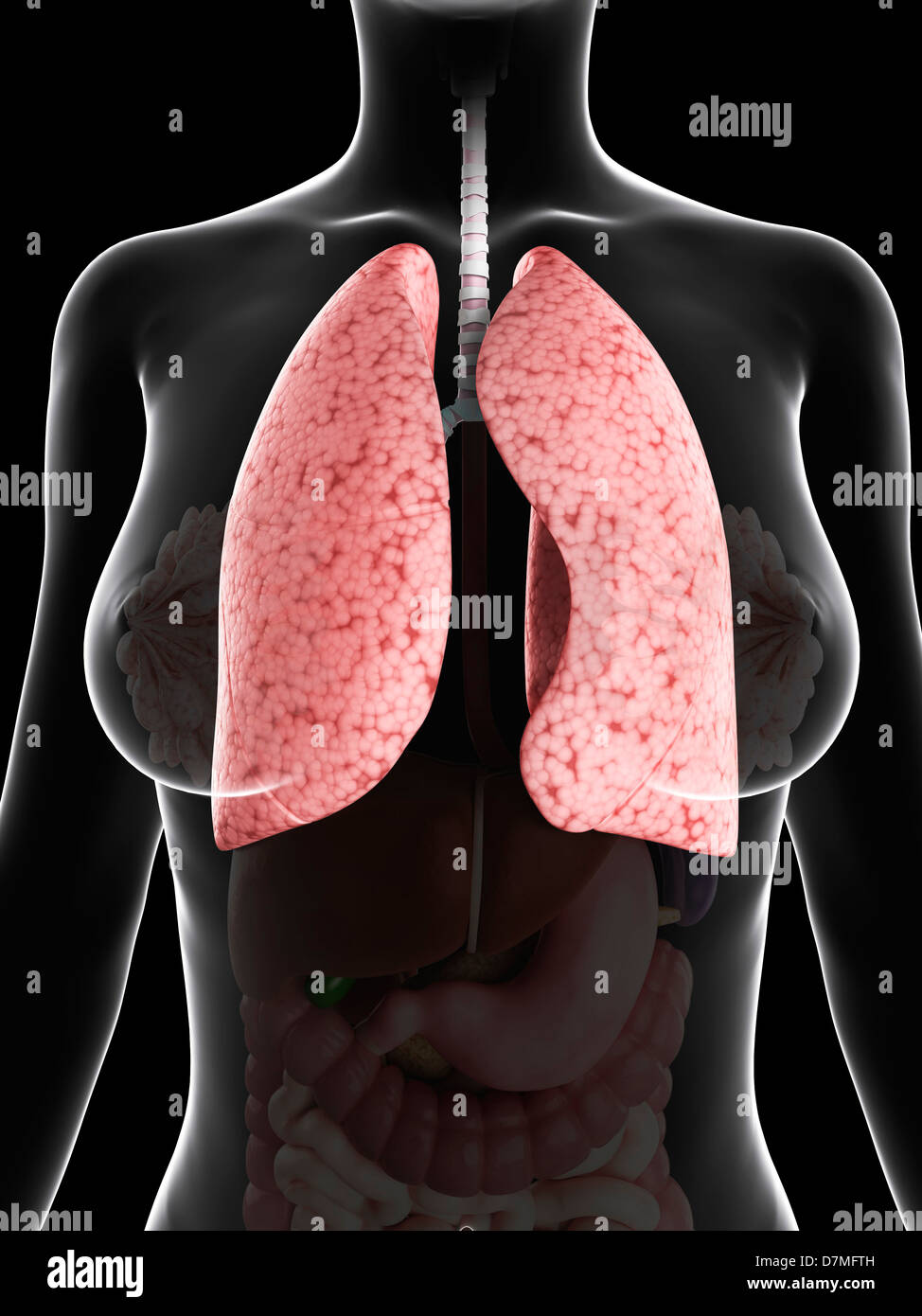 Healthy lungs, artwork Stock Photo - Alamy