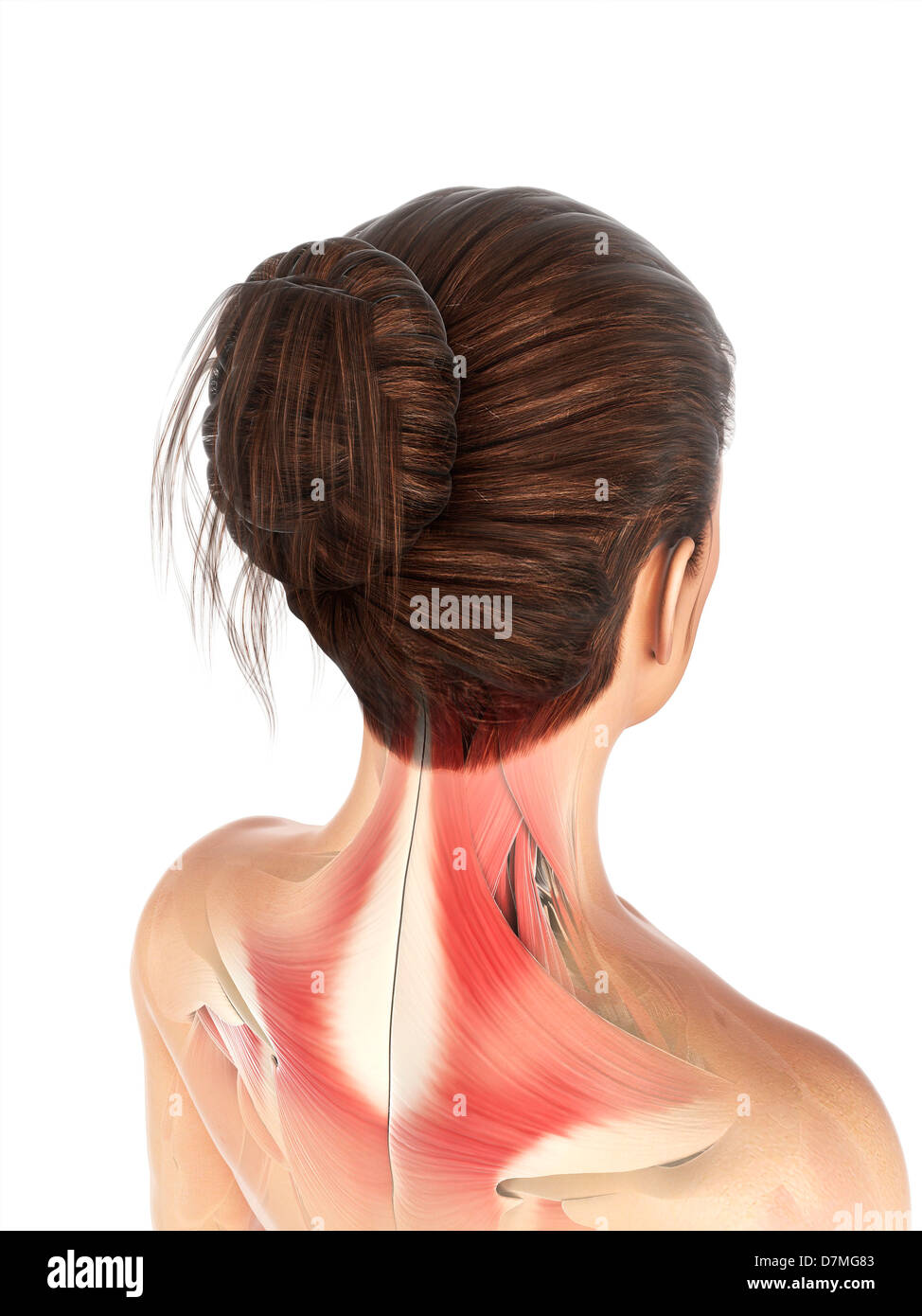 Back muscle, artwork Stock Photo - Alamy