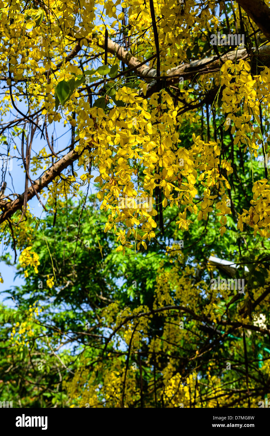 Cassia fistula, known as the golden shower tree Stock Photo - Alamy