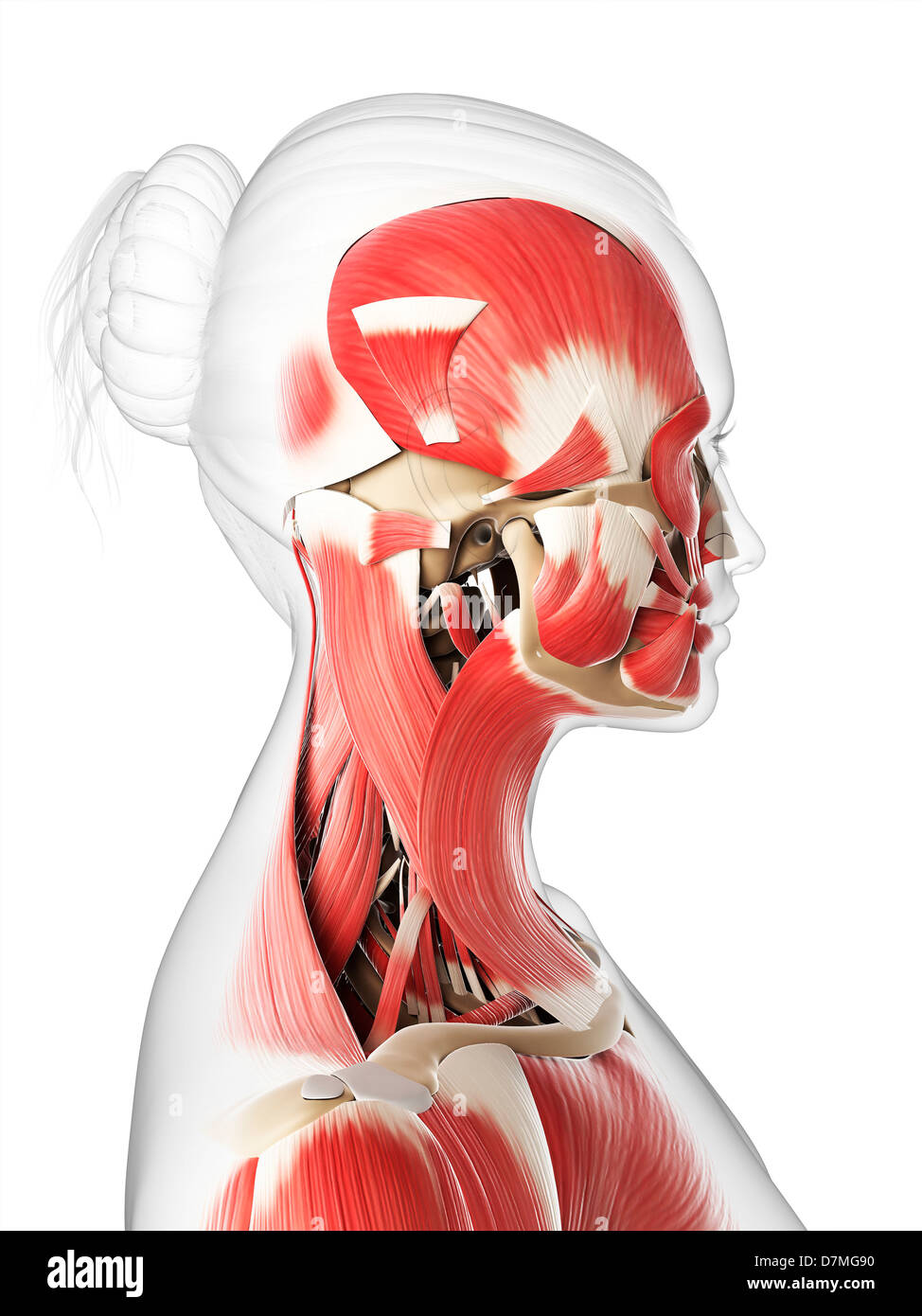 Instant Anatomy Head And Neck Muscles Facial
