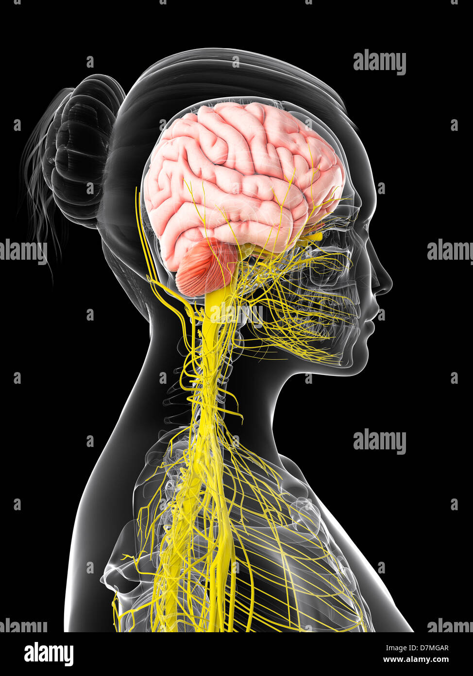 Female body side view medical hi-res stock photography and images - Alamy