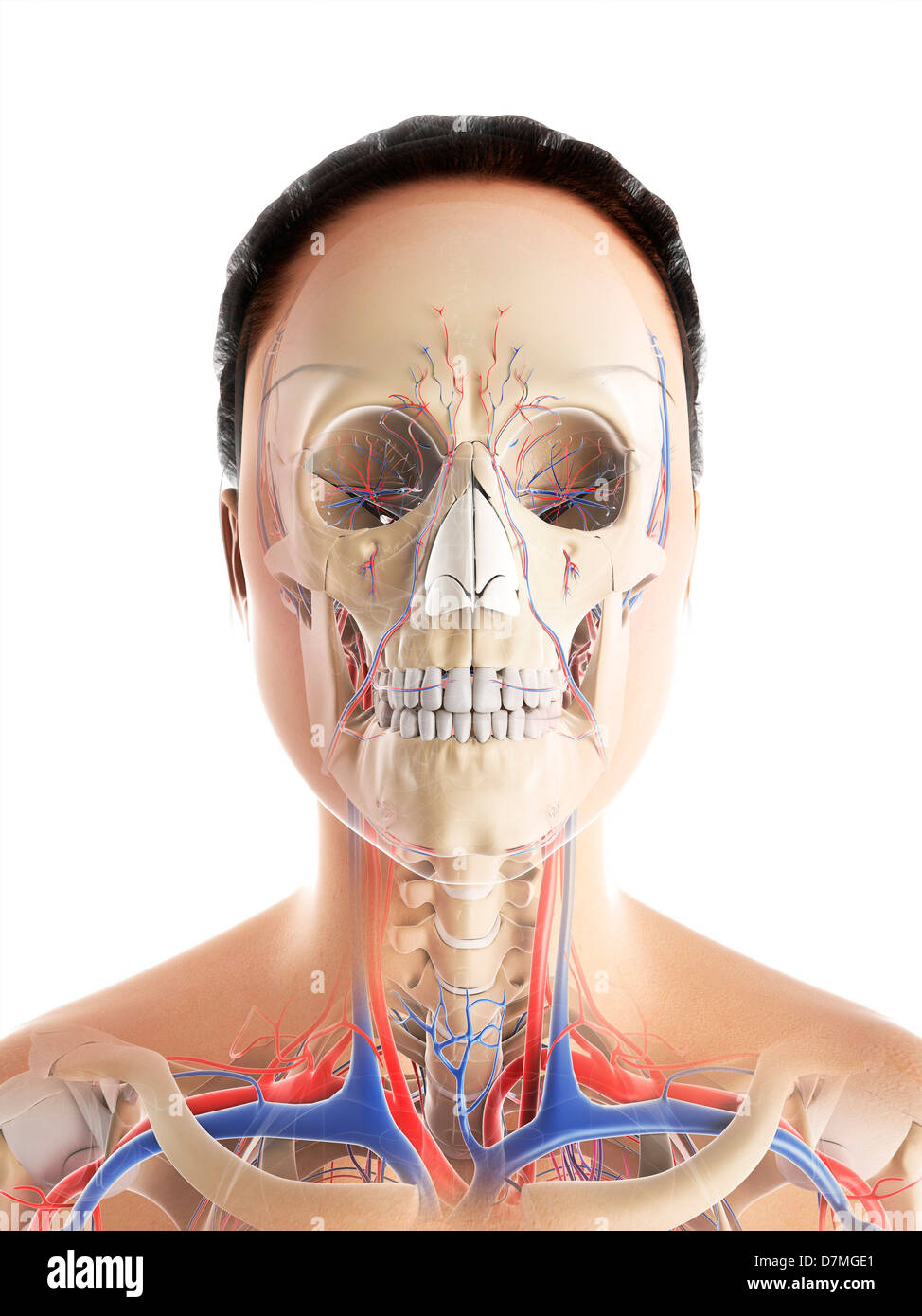 Human vascular system women hi-res stock photography and images - Alamy