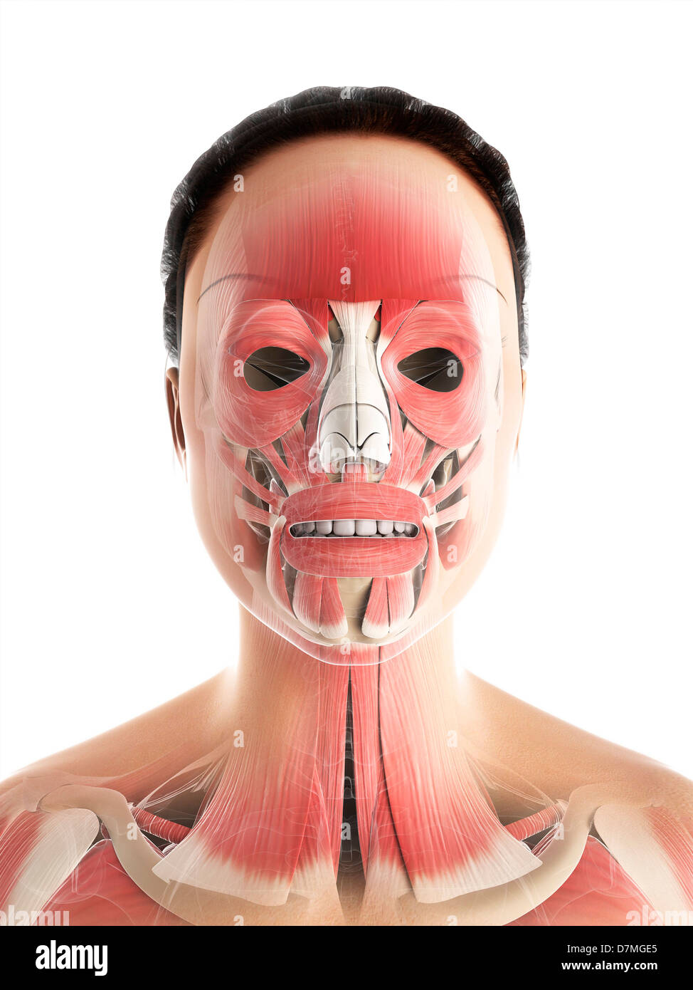 Female musculature, artwork Stock Photo - Alamy