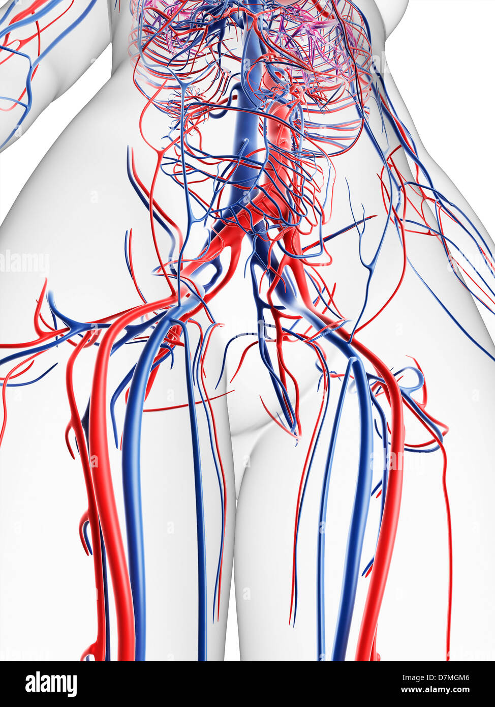 Vascular system hi-res stock photography and images - Alamy