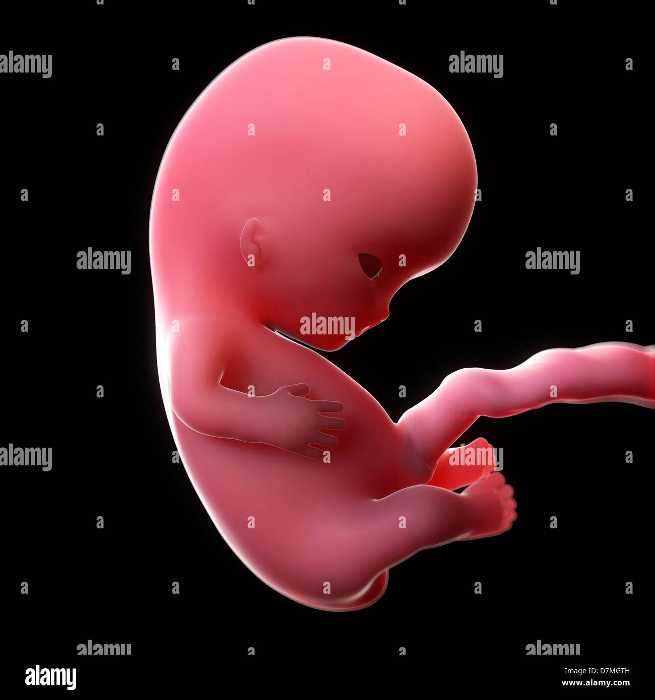 Human foetus 9 weeks hi-res stock photography and images - Alamy
