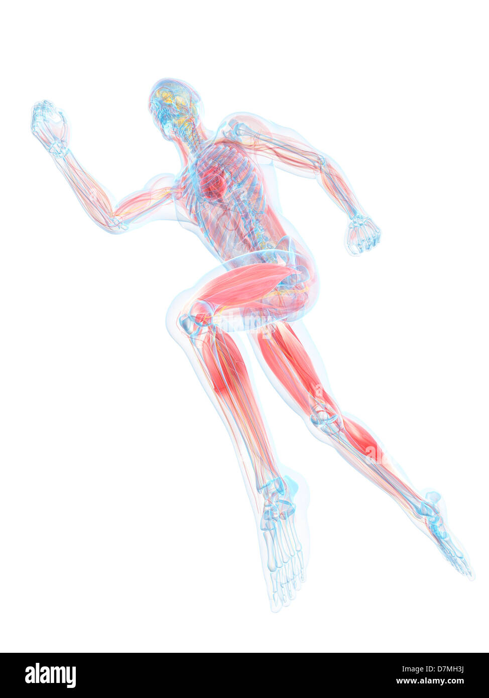 Human runner Cut Out Stock Images & Pictures - Alamy