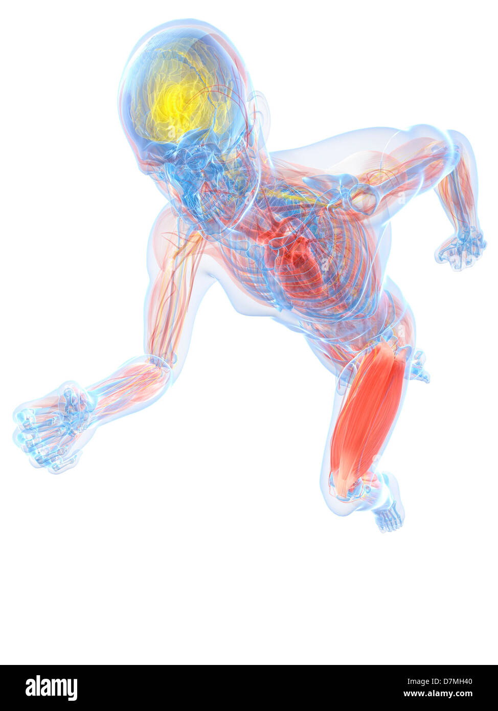 Runner illustration with organ hi-res stock photography and images - Alamy