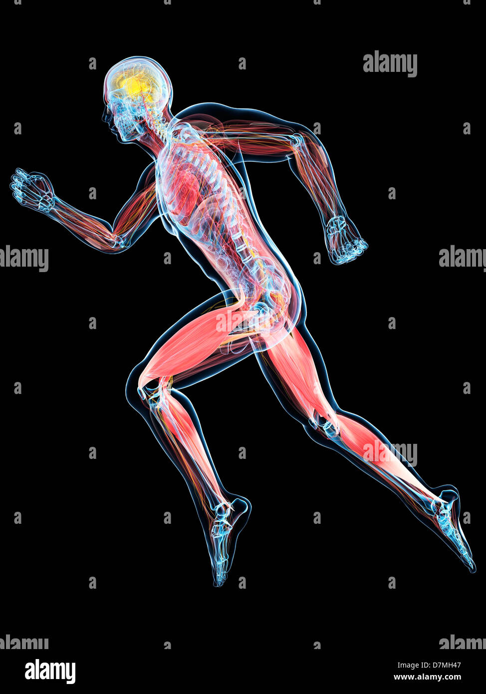 Runner anatomy hi-res stock photography and images - Alamy