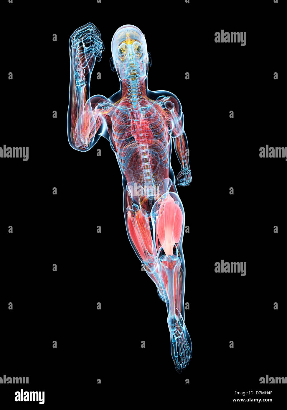 Runner Body Anatomy High Resolution Stock Photography and Images - Alamy