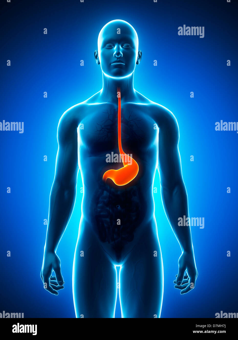 Healthy stomach, artwork Stock Photo - Alamy