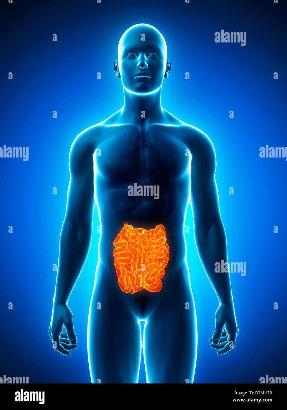 Healthy small intestines, artwork Stock Photo - Alamy